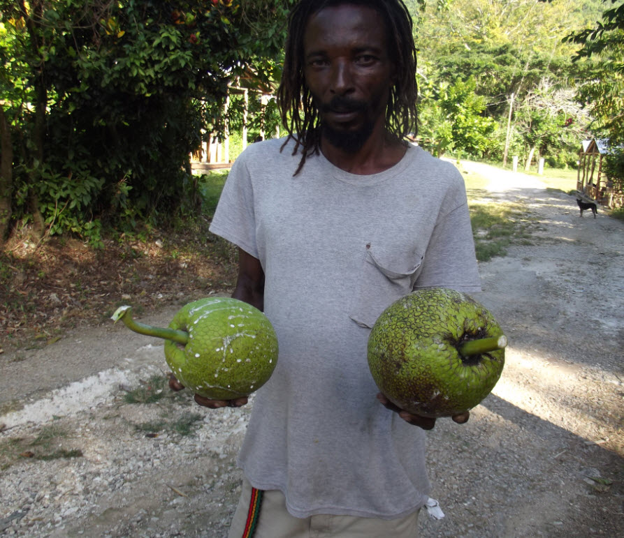 The Breadfruit Bligh s Gift To Jamaica And The Mutiny It Caused