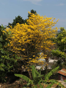 Travel Photo Thursday: Jamaican Poui Tree - InsideJourneys