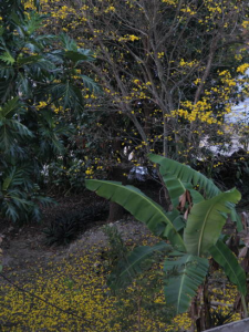 Travel Photo Thursday: Jamaican Poui Tree - InsideJourneys
