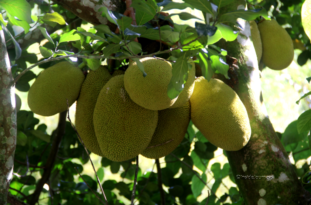 A Jamaican Spring - InsideJourneys