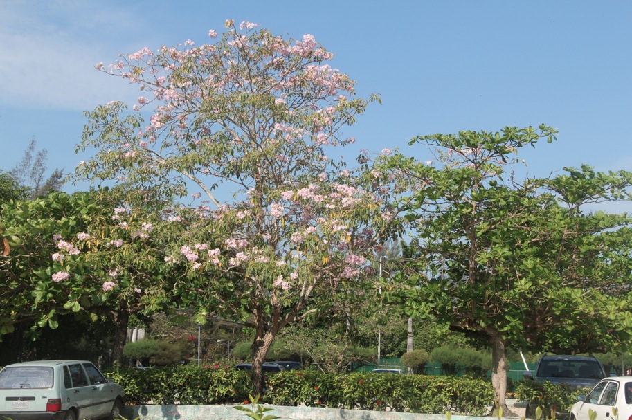 The Pink Poui Tree | InsideJourneys