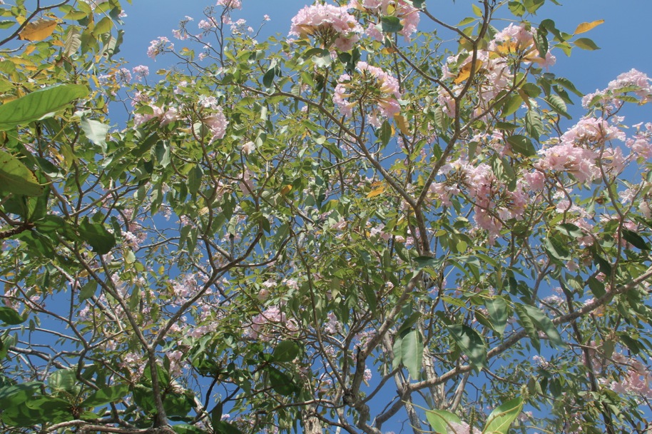 The Pink Poui Tree | InsideJourneys